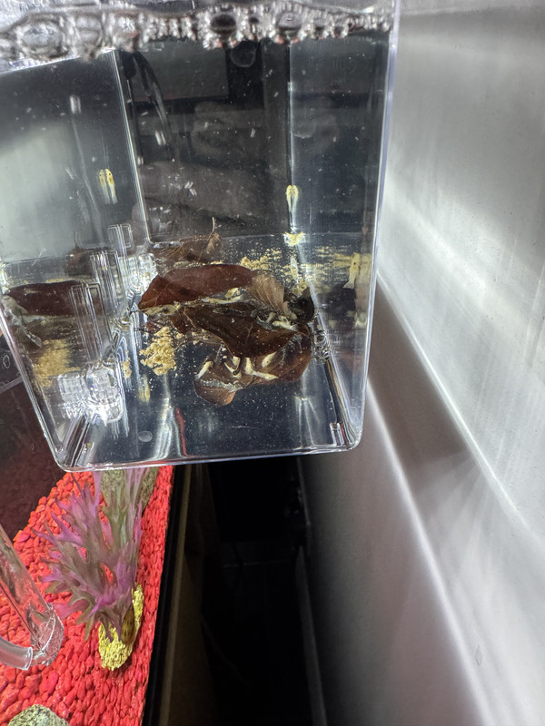 IMG 8732 — Postimages