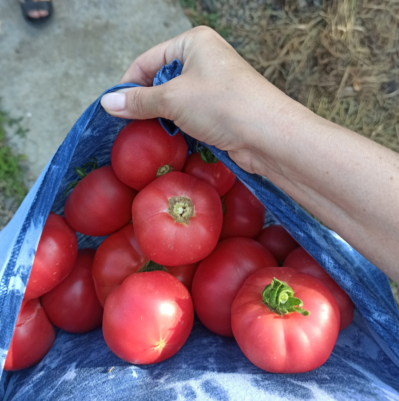 IMG 20230627 174226 — Postimages