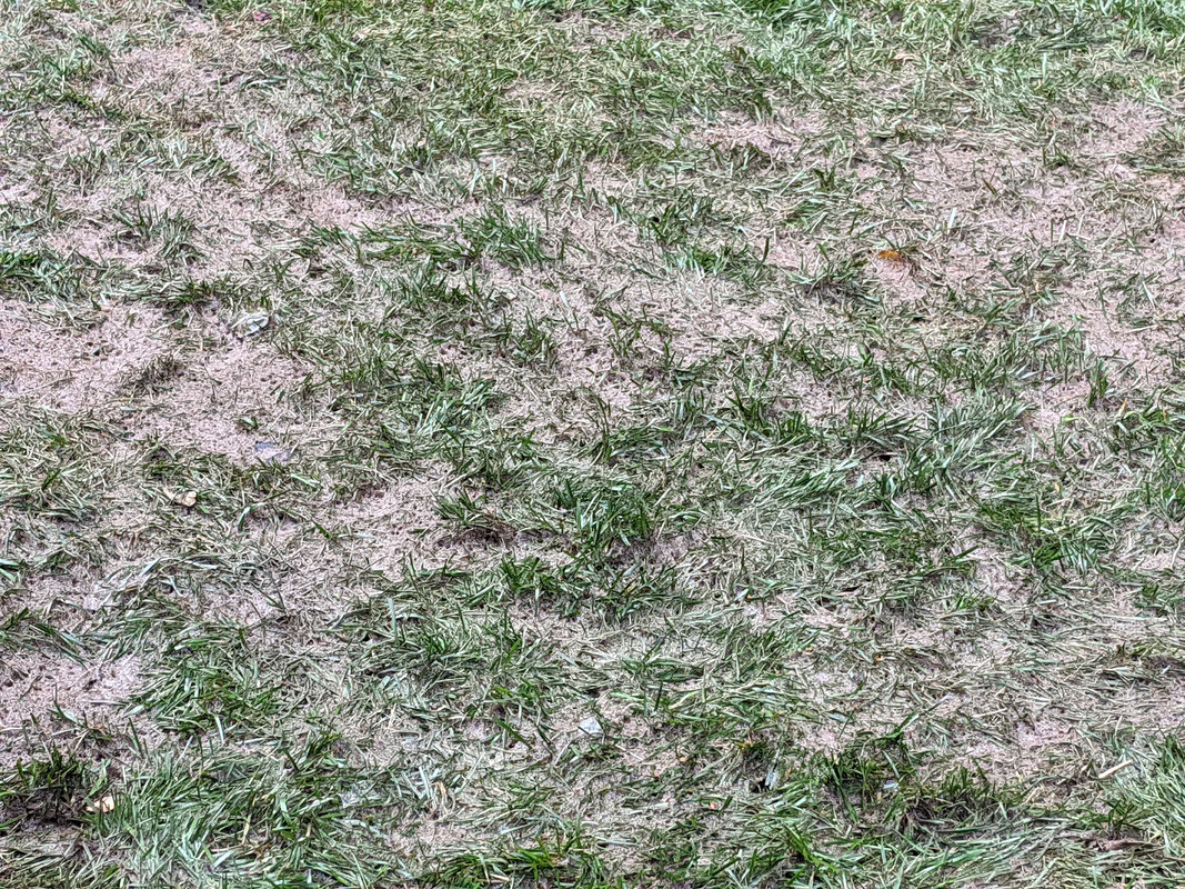 How to repair muddy mess after kids party? | Lawn Care Forum