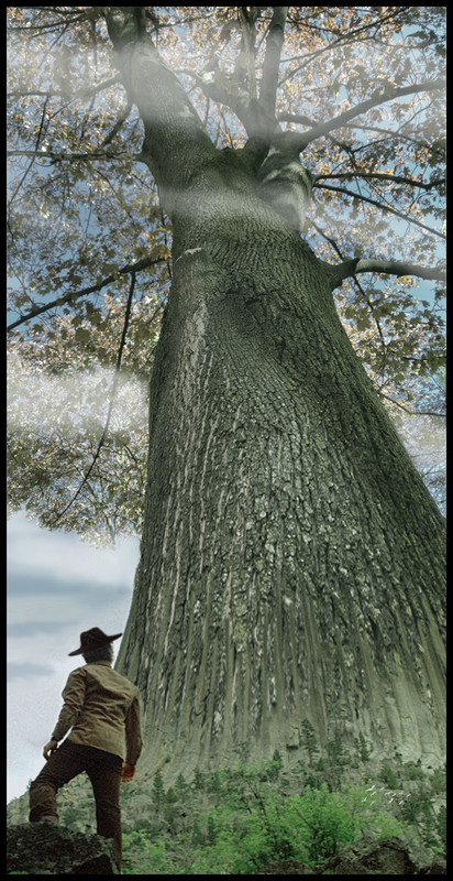 yoinktober 2024 day 03 ancient tree — Postimages