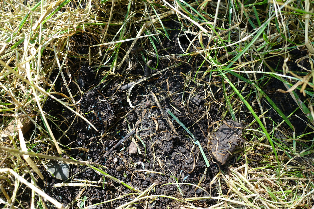 Help for grass that "fell over." | Lawn Care Forum