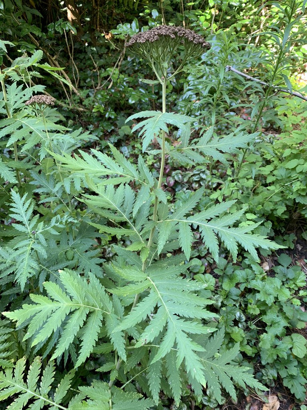 IMG 5815 — Postimages