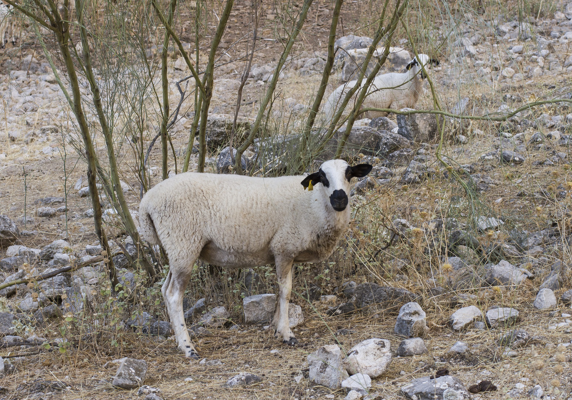 IGP3949 foro — Postimages