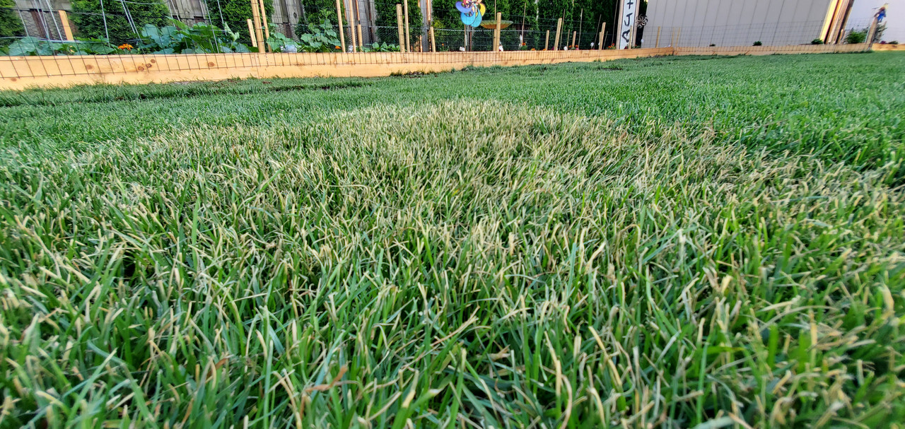 Beginning of Large Patch? | Lawn Care Forum