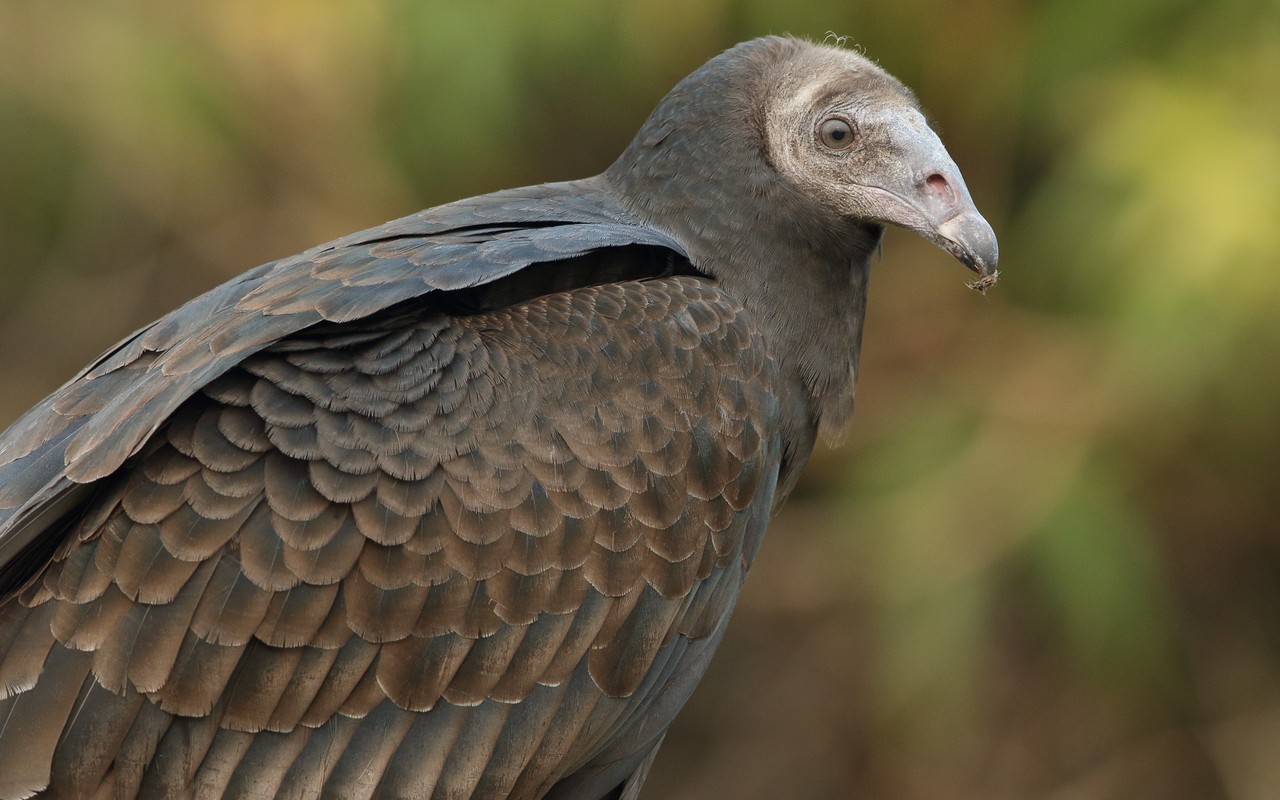 New calves and buzzards/vultures - 24hourcampfire