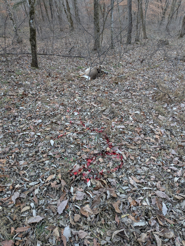 Buck down, peach tree avenged - 24hourcampfire