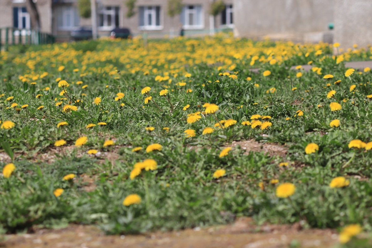 IMG 3549 — Postimages