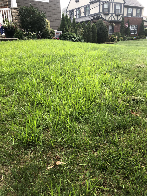 African grass? | Lawn Care Forum