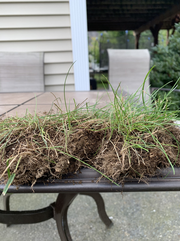 Issue with Lawn After Overseeding | Lawn Care Forum