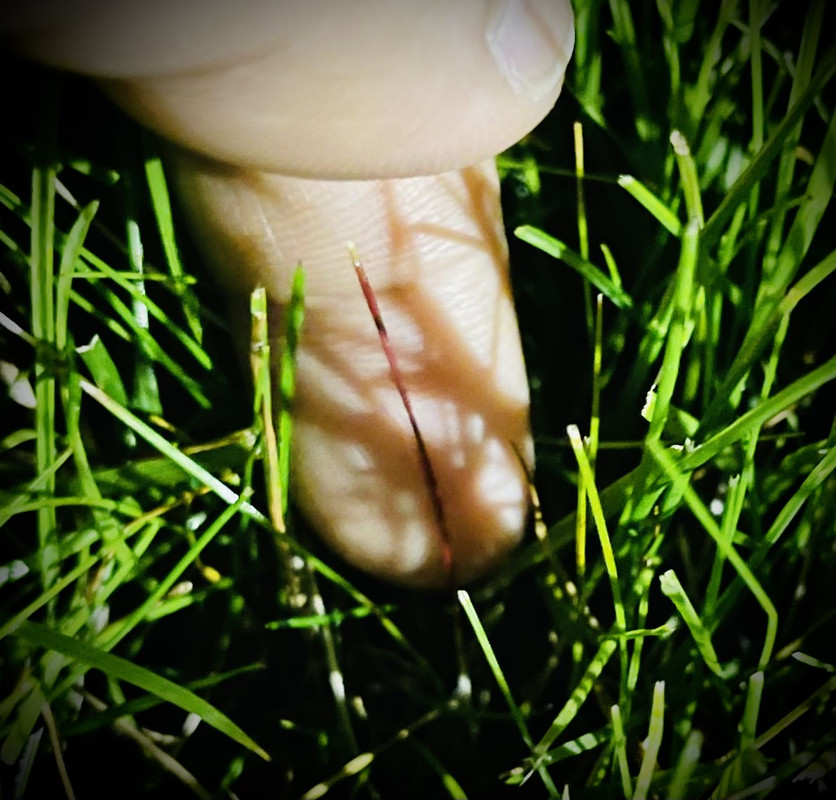 Grass Tips Turning Red Lawn Care Forum