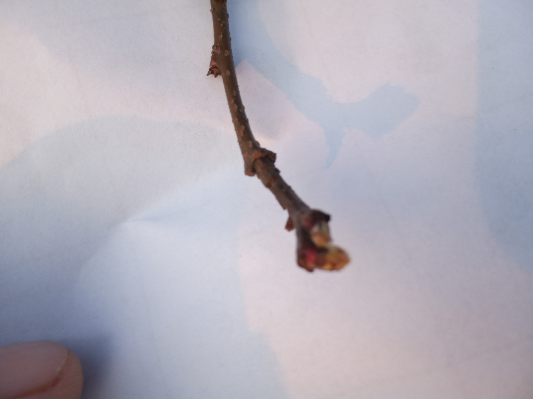 IMG 20240213 163305 136 — Postimages