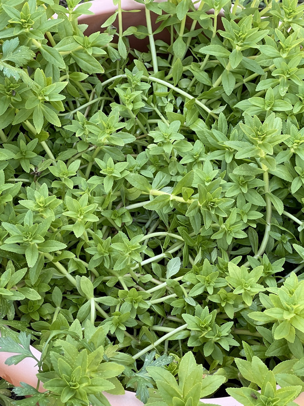 IMG 1266 — Postimages