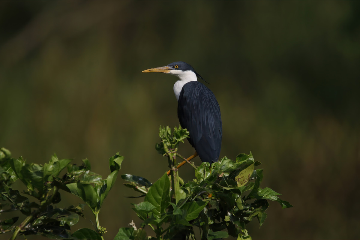 Pied Heron De Noise AI — Postimages