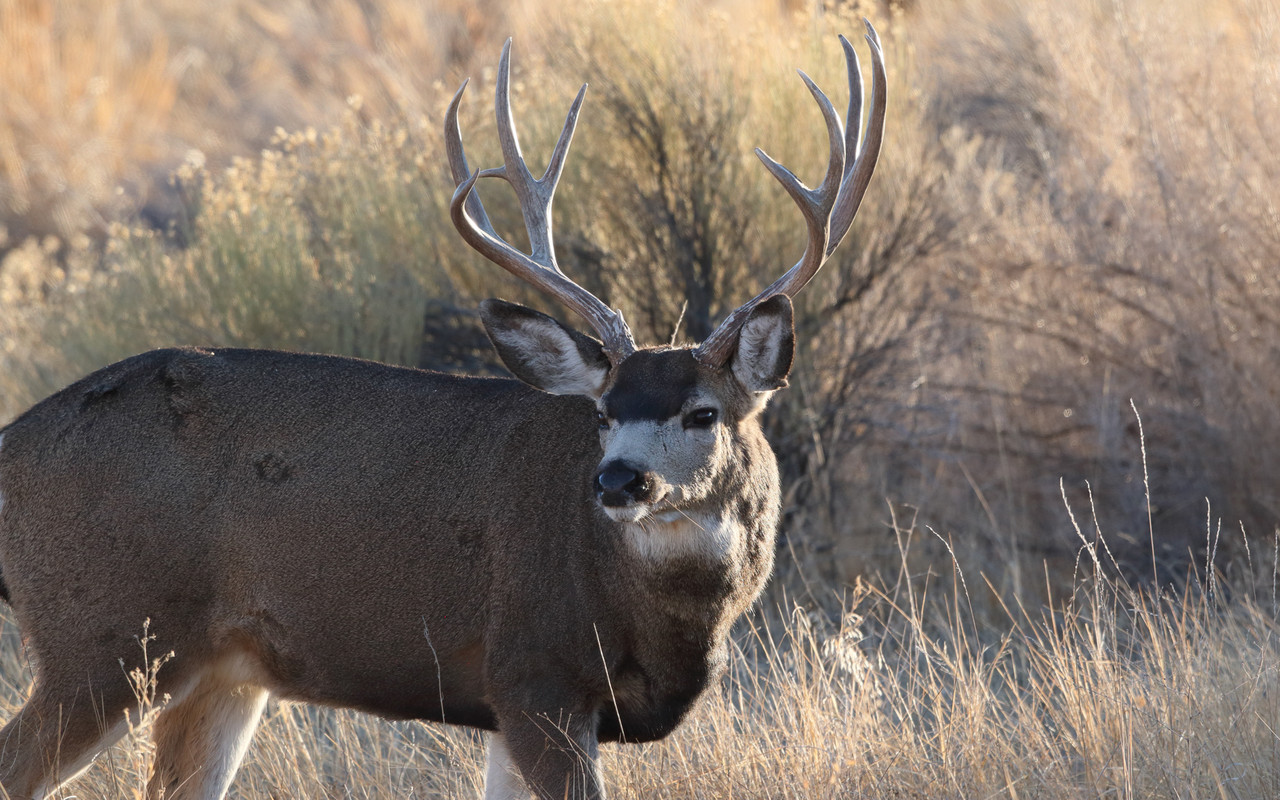 Cookie's 2018 mule deer run: pics - 24hourcampfire