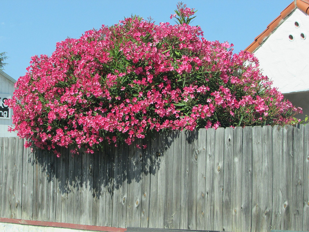 IMG 0905 — Postimages