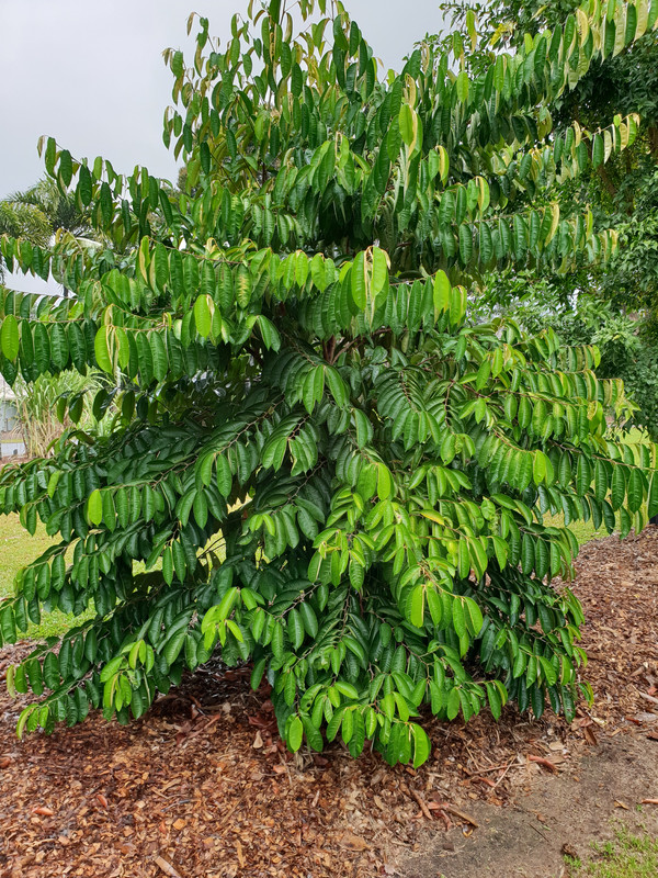 Juicy Pearl Tree — Postimages