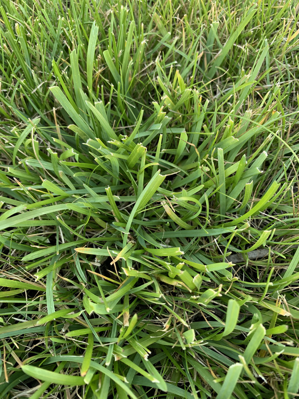 Strange grass identification help | Lawn Care Forum