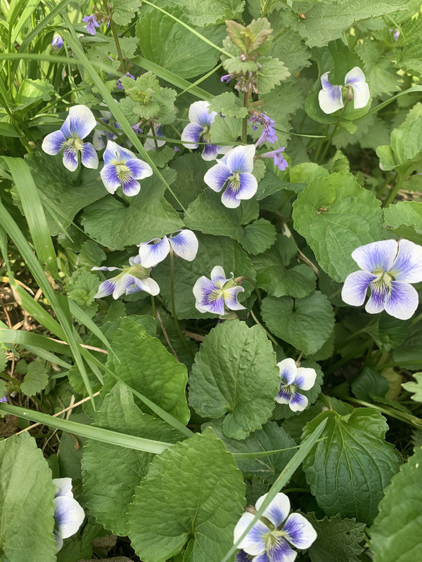 IMG 0807 — Postimages