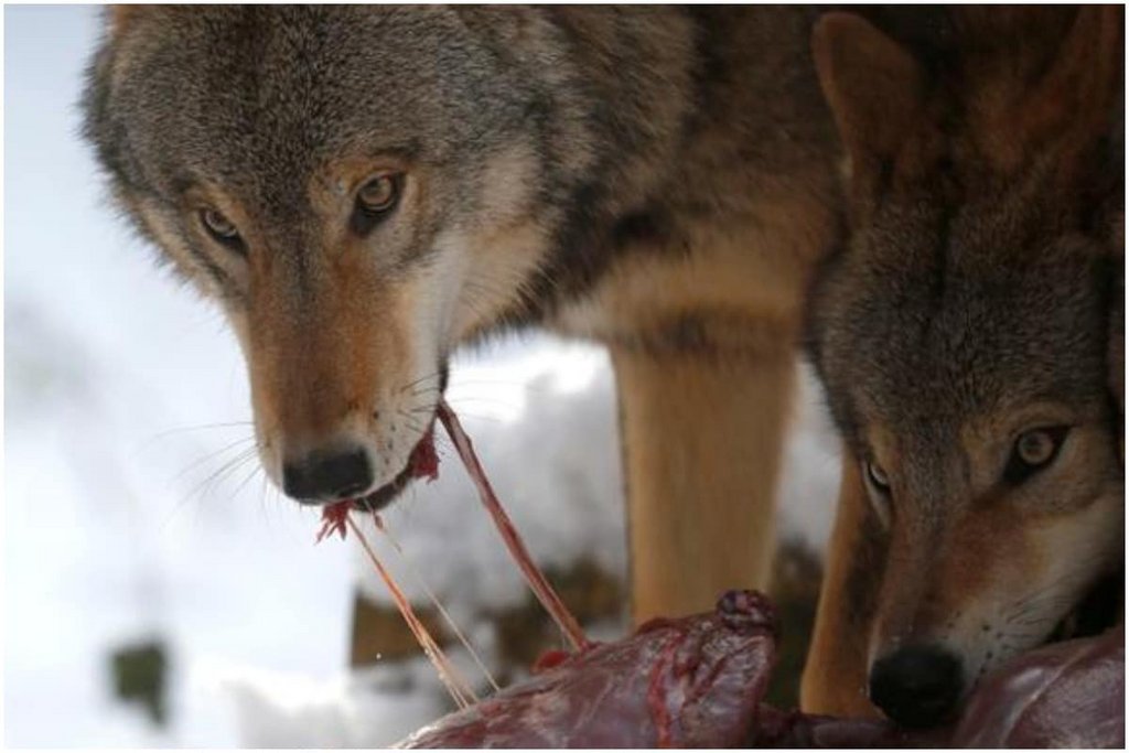 The Wolf's complete Diet