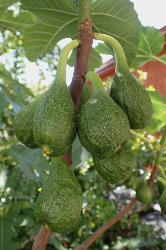 Trnavsky breba 20220618 — Postimages