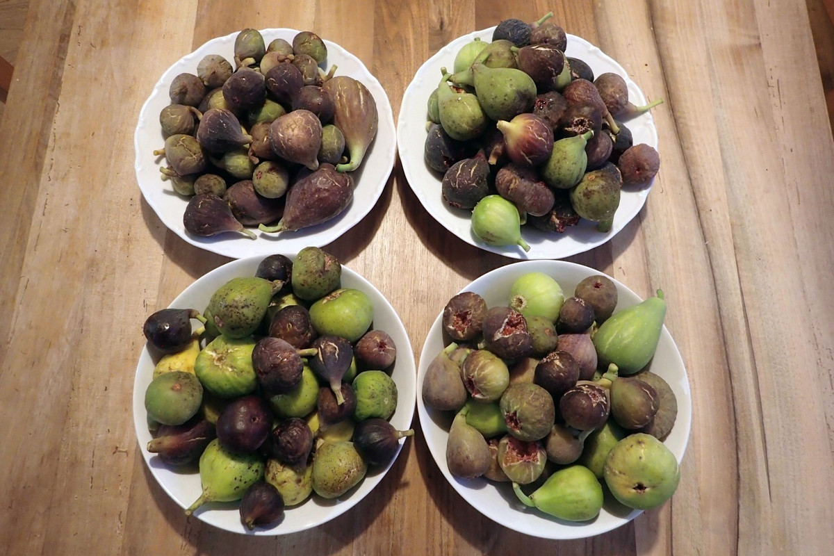 Fig harvest plnazahrada cz — Postimages