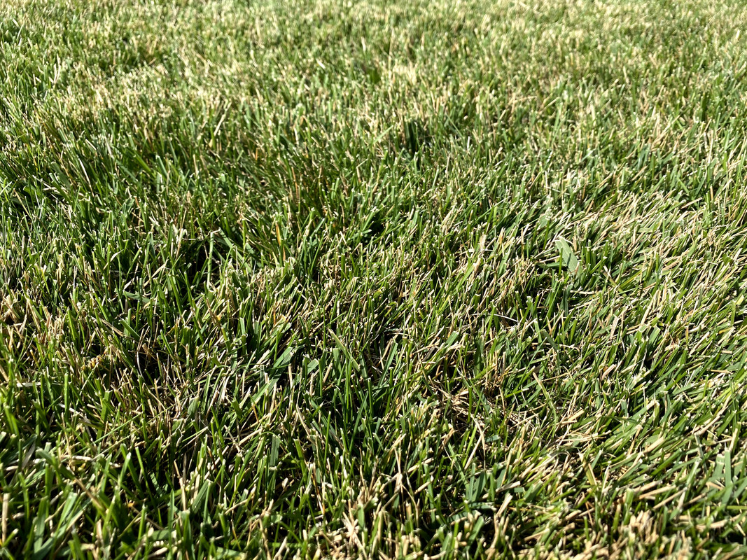 Confused in Michigan - Brown & Grass/Weed Identification | Lawn Care Forum