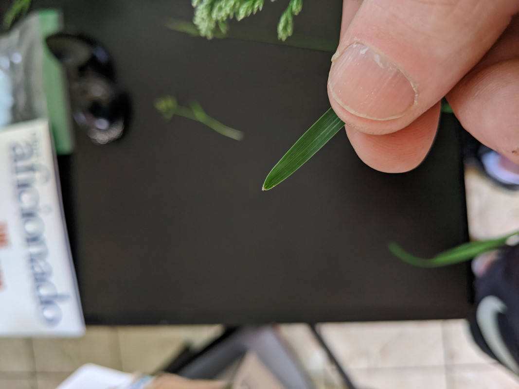 KBG vs POA A vs PRG (Picture Identification) | Lawn Care Forum