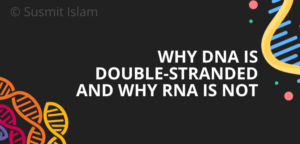 DNA double-stranded হলেও RNA কেন নয়? | BrainSton LMS - MediShark