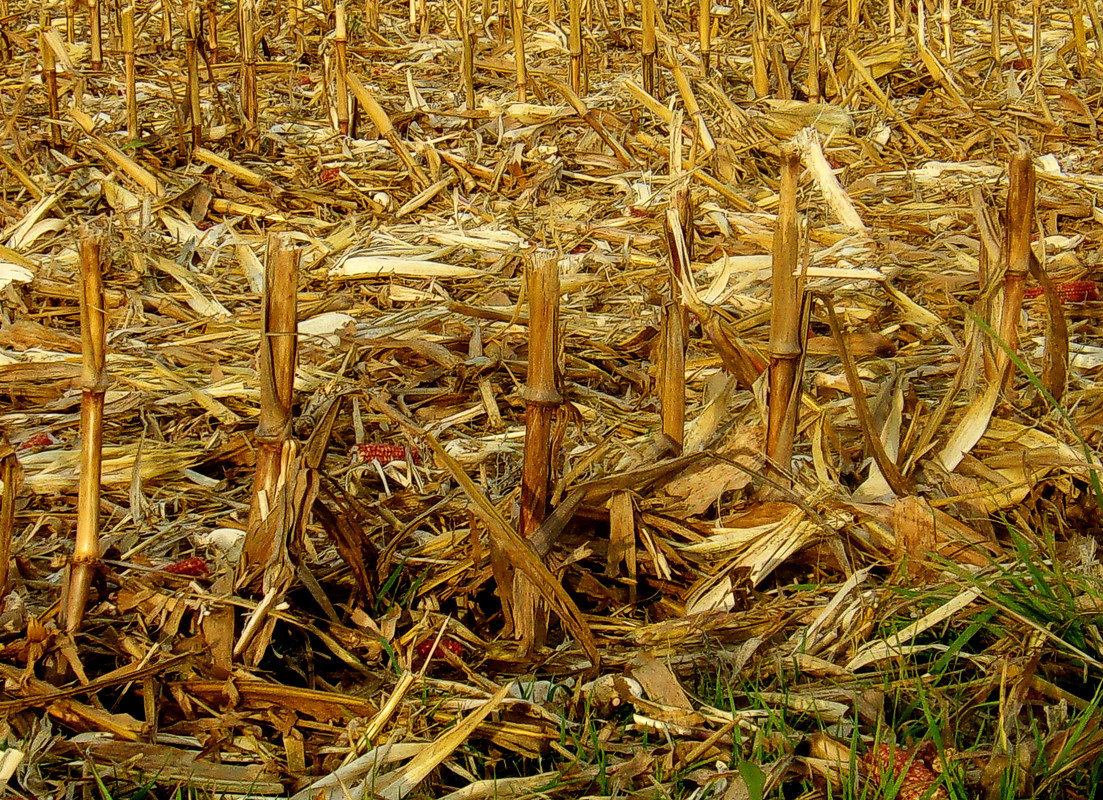 RunningAHEAD - Topic: October 2023 welcomes cool Autumn days