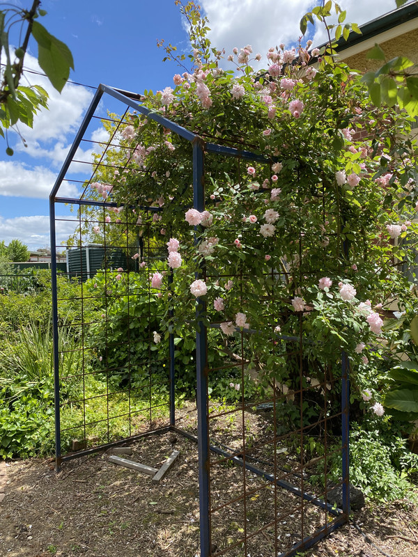 IMG 1617 — Postimages