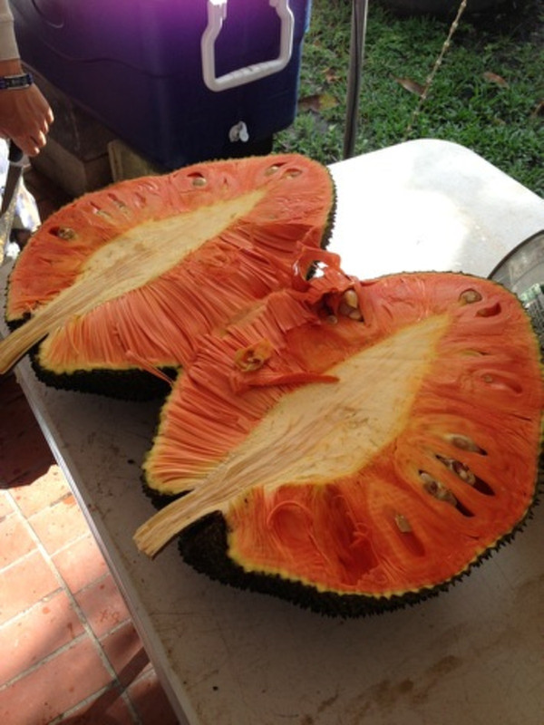 red jack — Postimages