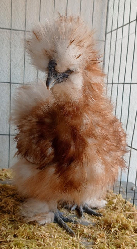 Red Pyle Silkie Breeding | BackYard Chickens - Learn How to Raise Chickens