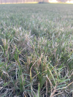 Need help identifying grass | Lawn Care Forum