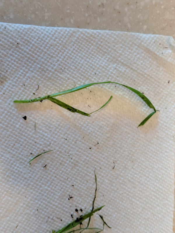 unknown weed pic 1 — Postimages