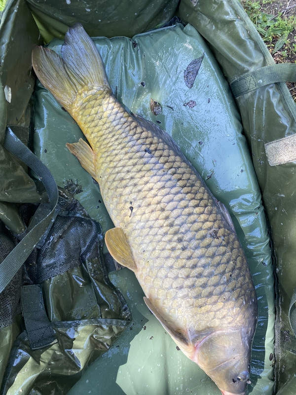 IMG 1279 — Postimages