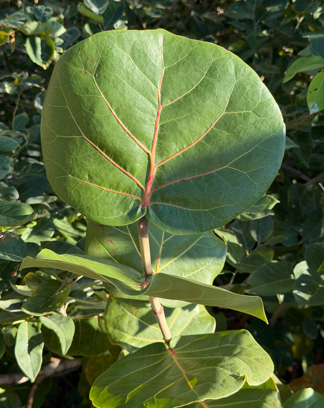 "Huyền Thoại Rượư " :)