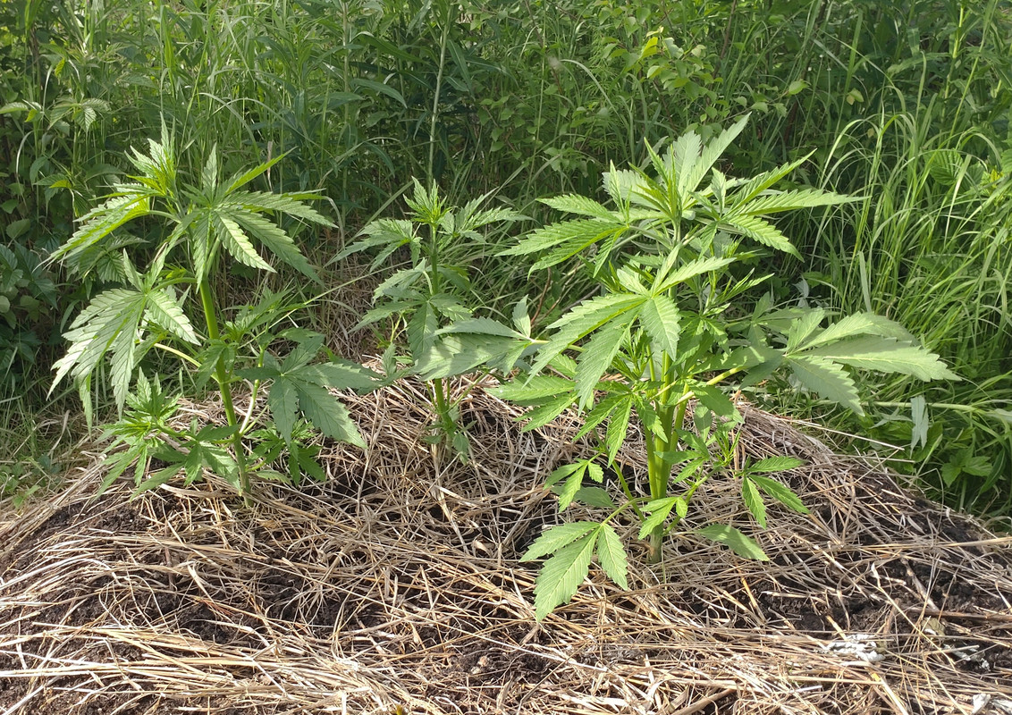 DSC 0416 2 (1) — Postimages