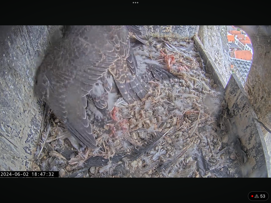 IMG 1375 — Postimages