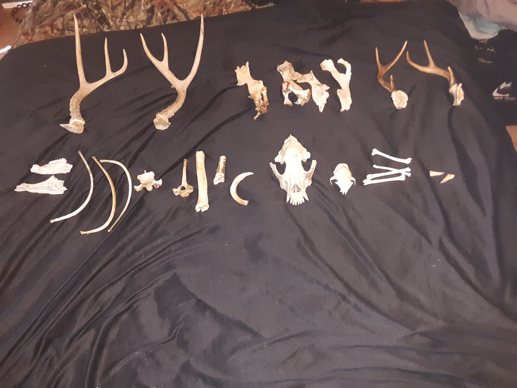 Assortment of bones from different animals — Postimages