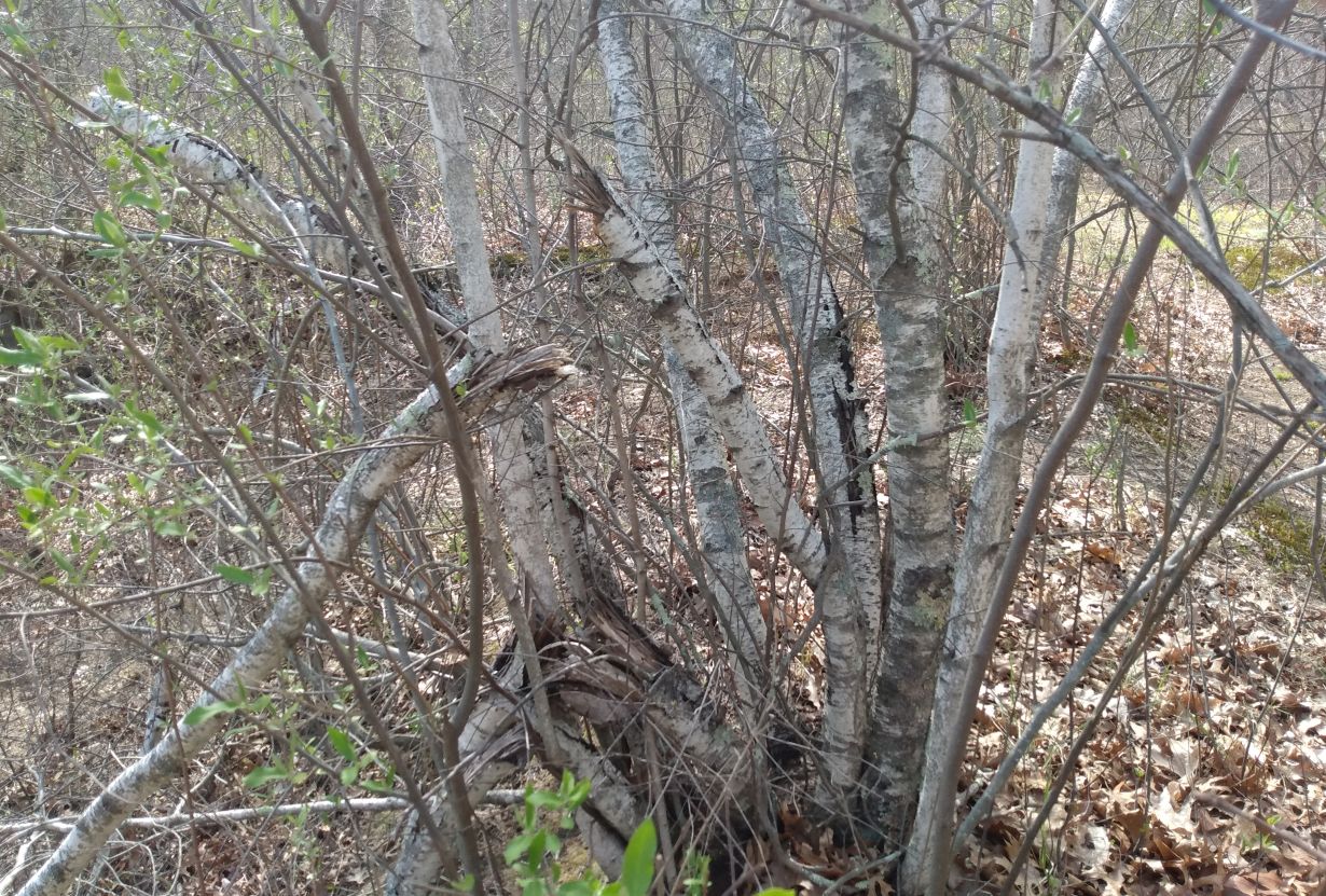 Lake Nippenicket Broken Birch Trees P6 B — Postimages