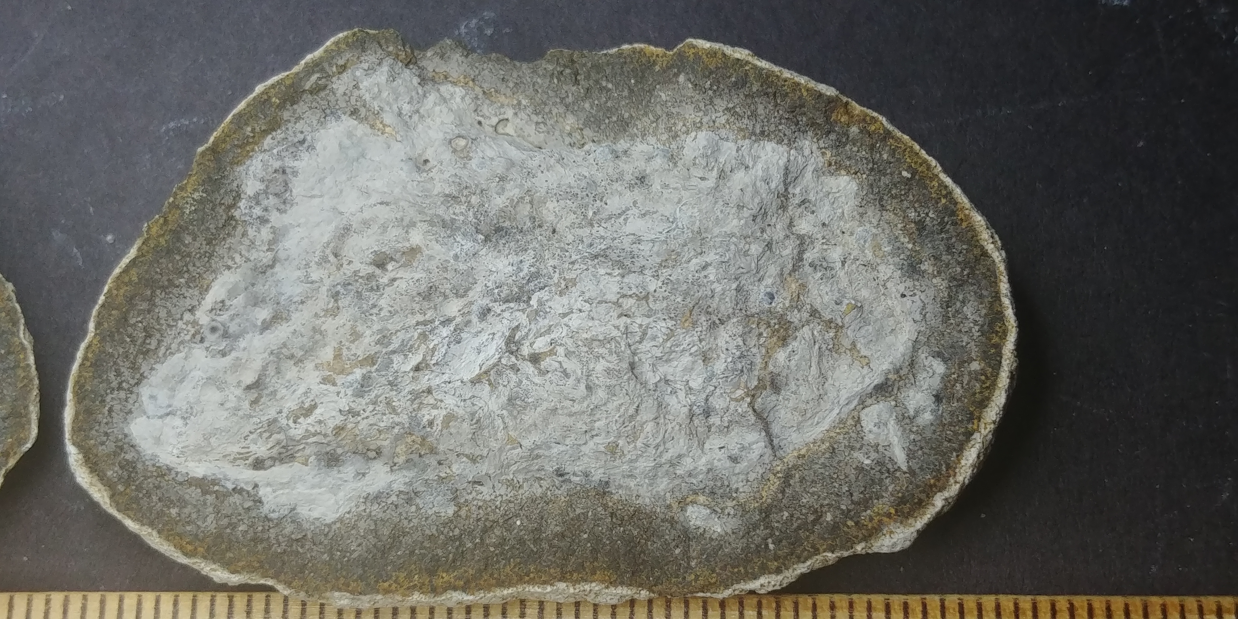4.4 cm Fish coprolite? Or nothing? (Missouri) - Fossil ID - The Fossil ...