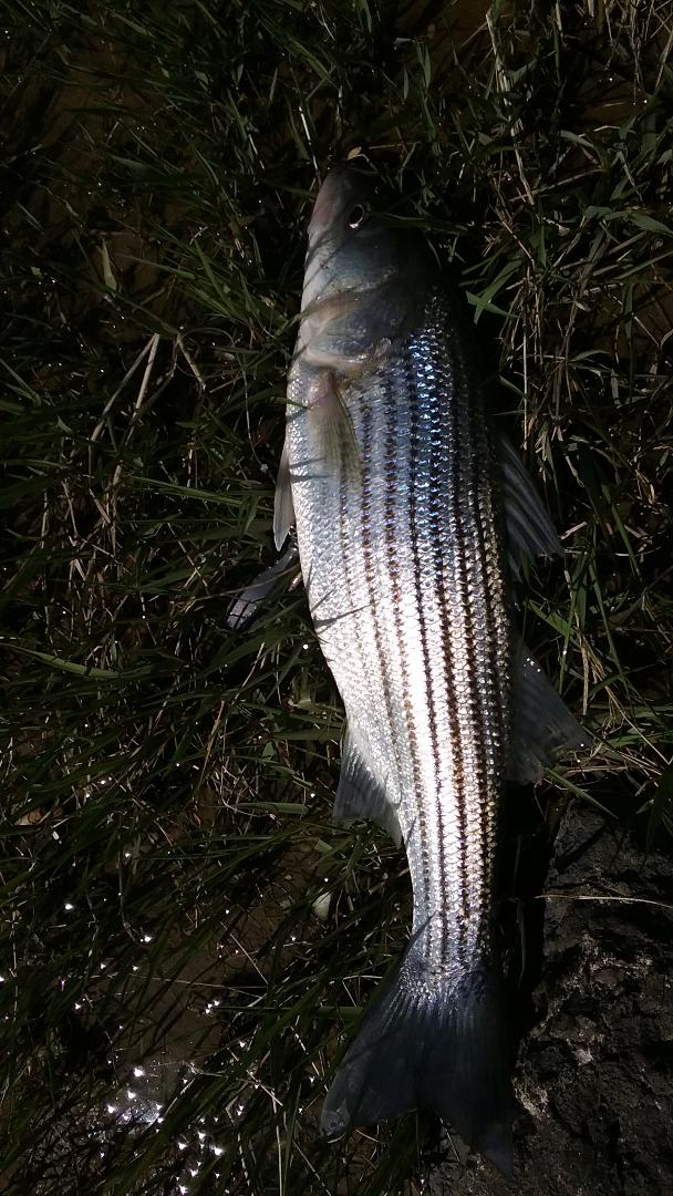 fish2 — Postimages