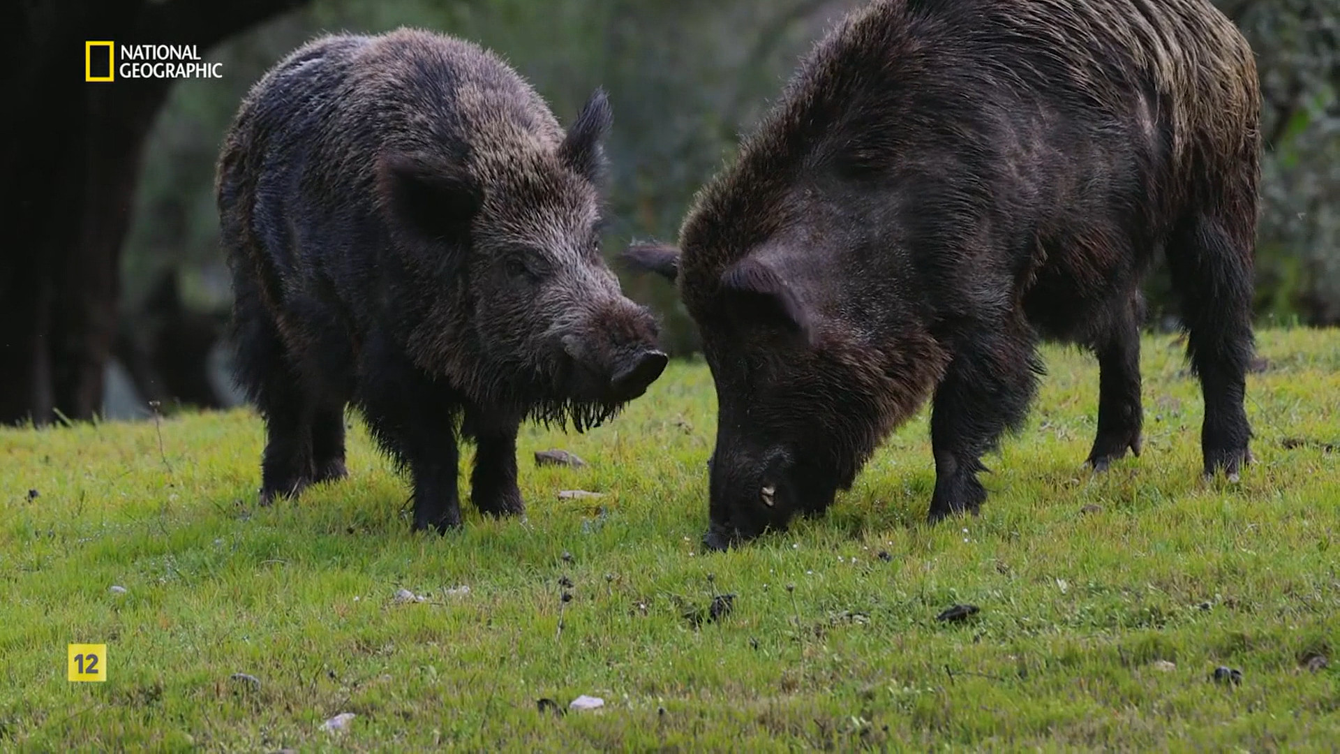 mpv shot0003 — Postimages