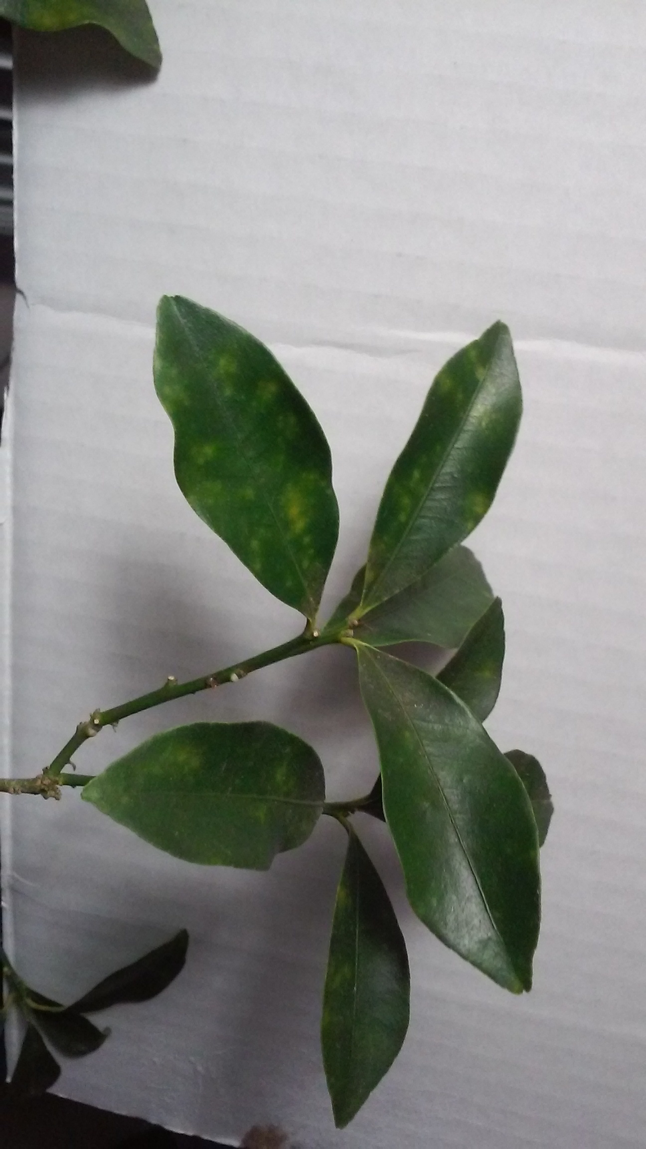 20161122 meiwa leaf — Postimages