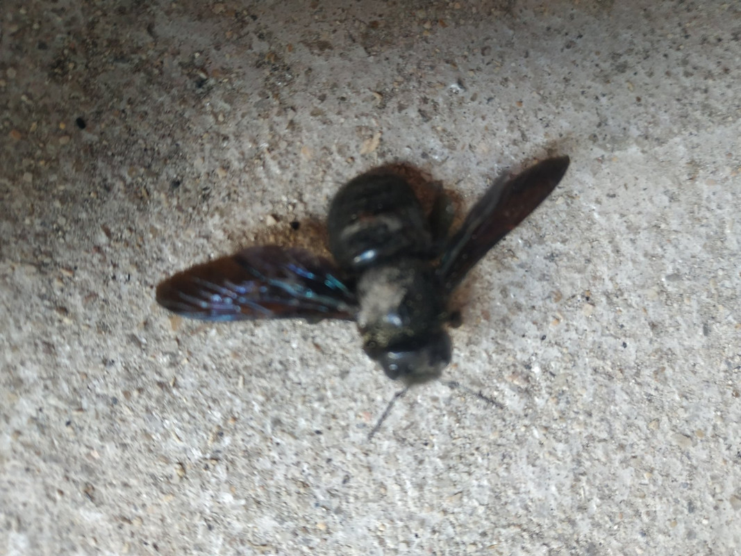 Bicho da madeira | Fórum da Casa