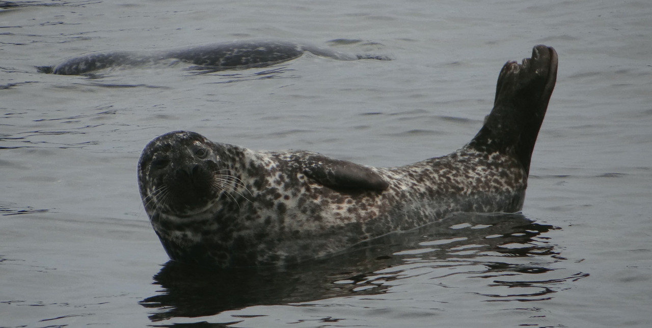 GREY SEAL 3 150225 — Postimages