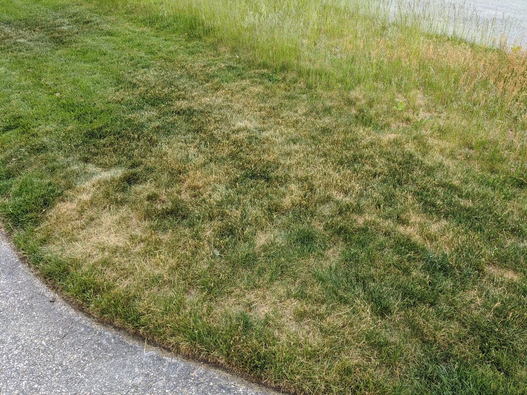 Heat Stress/Browning | Lawn Care Forum