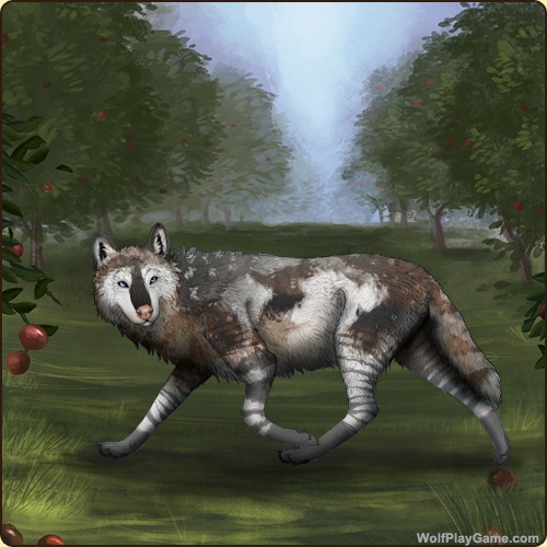 Wolf Play : Coat Design Contest - Apple Prize (CLOSED)