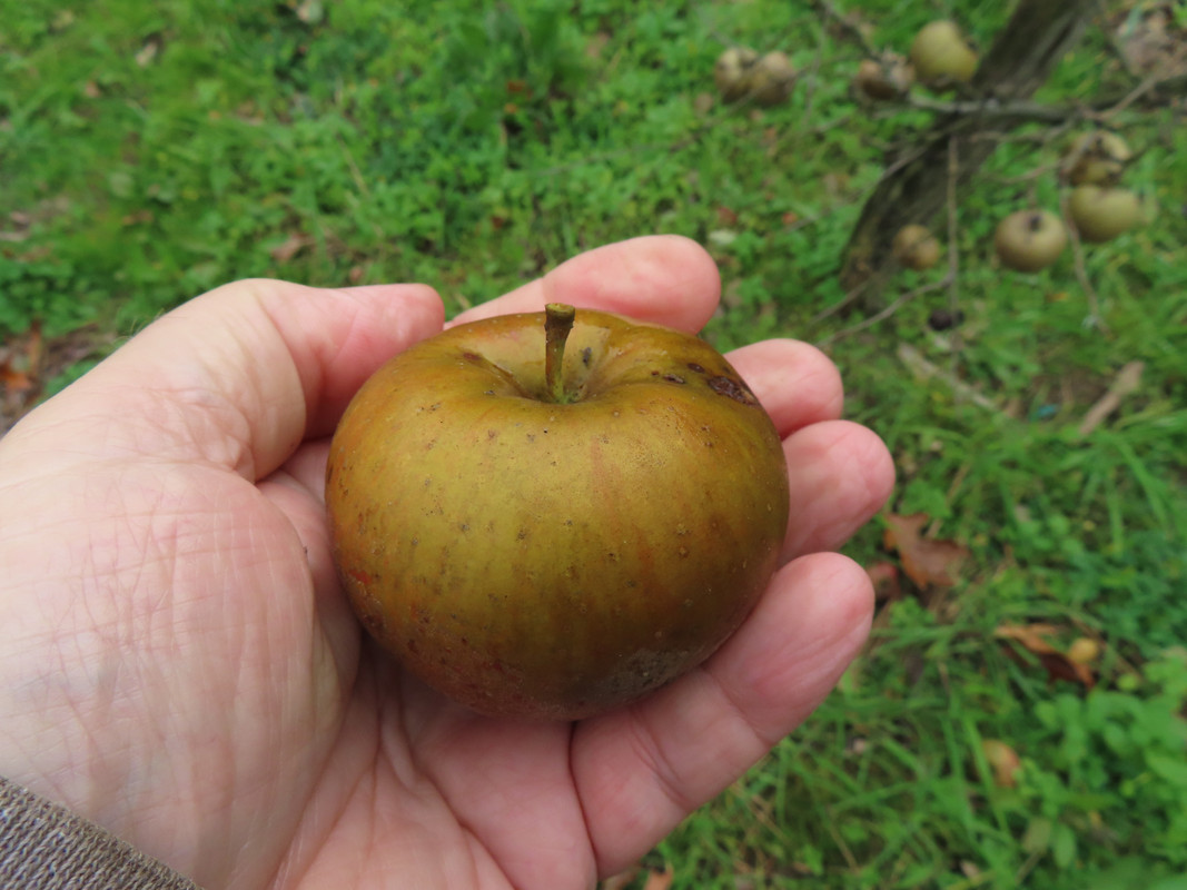 Russet Apples? | Wildlife Habitat - Lets talk.....