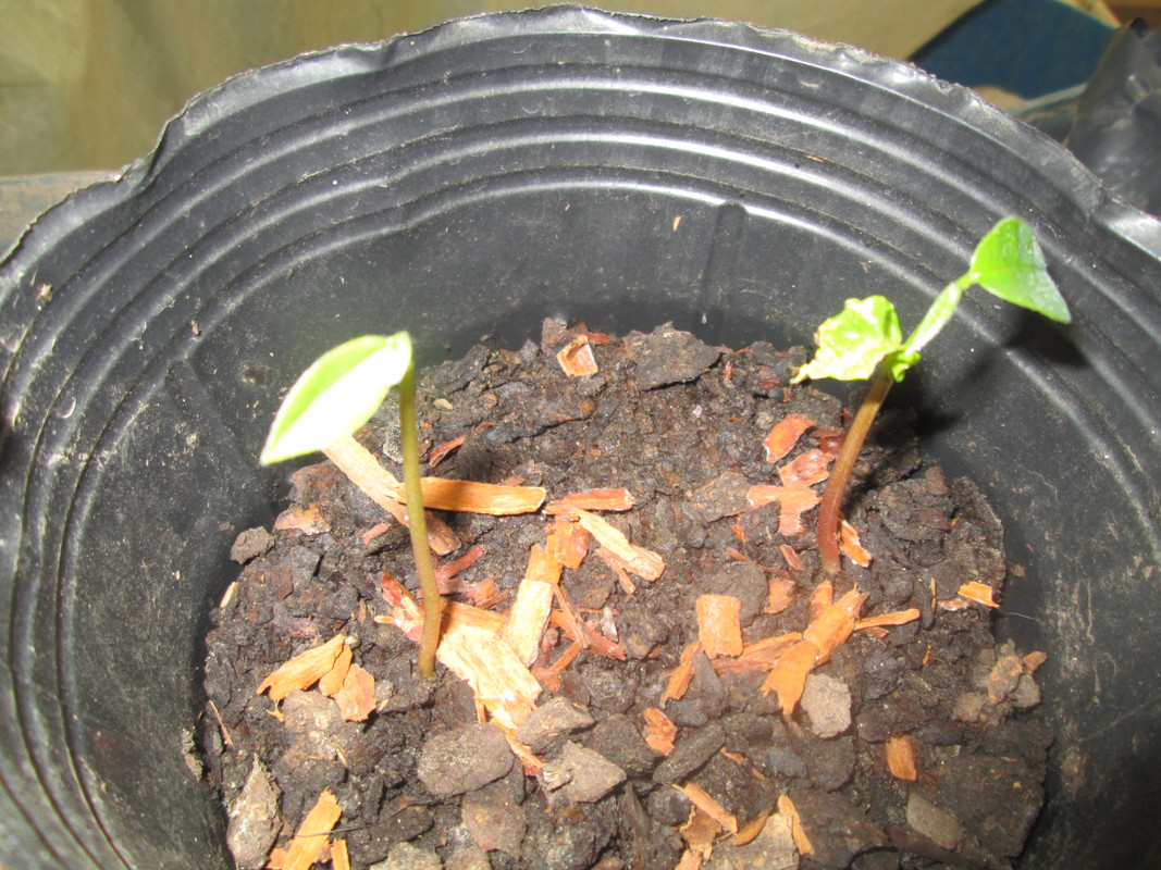 IMG 3757 — Postimages